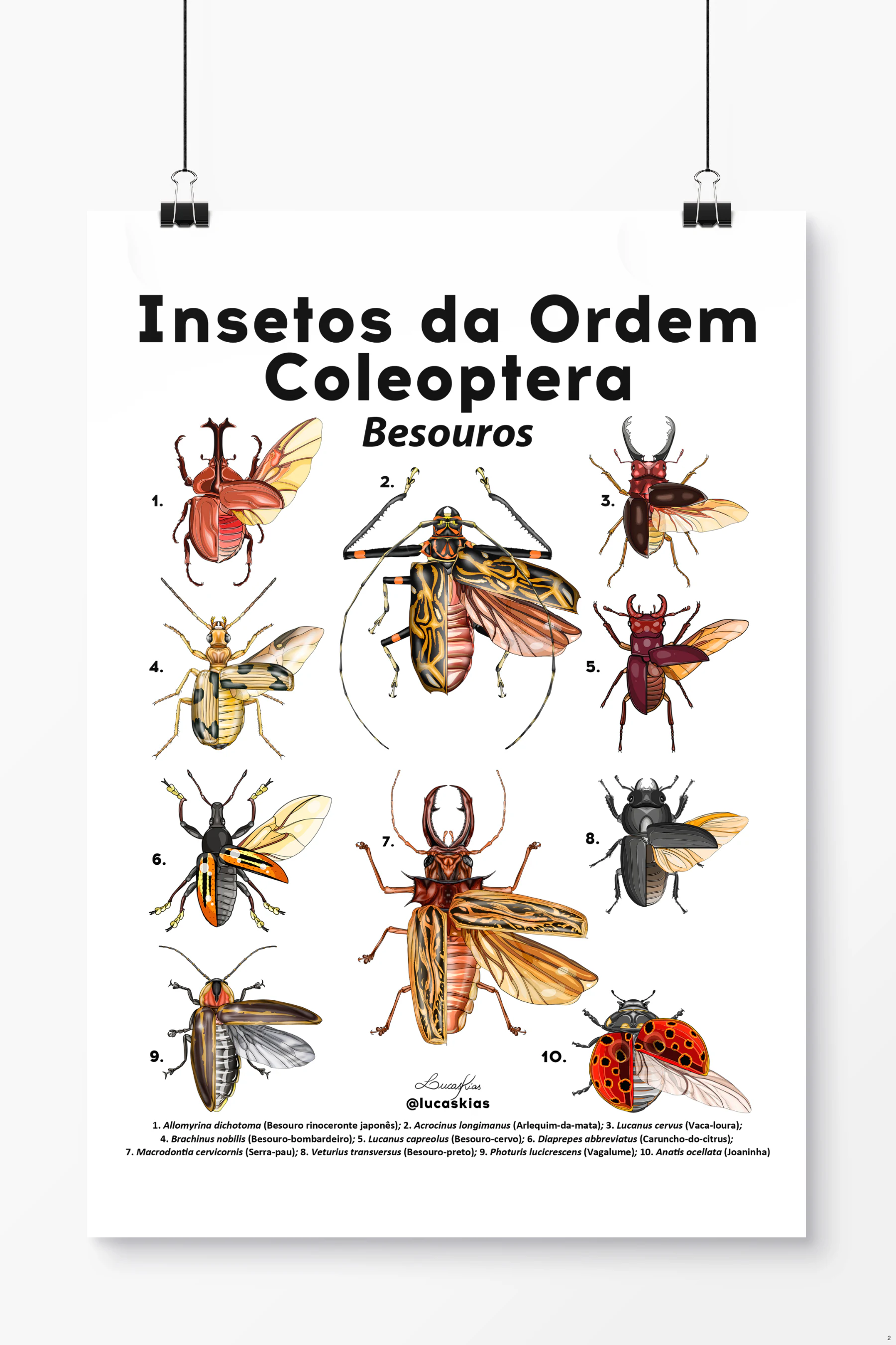Poster Insetos da Ordem Coleoptera | Besouros - Lucas Kias