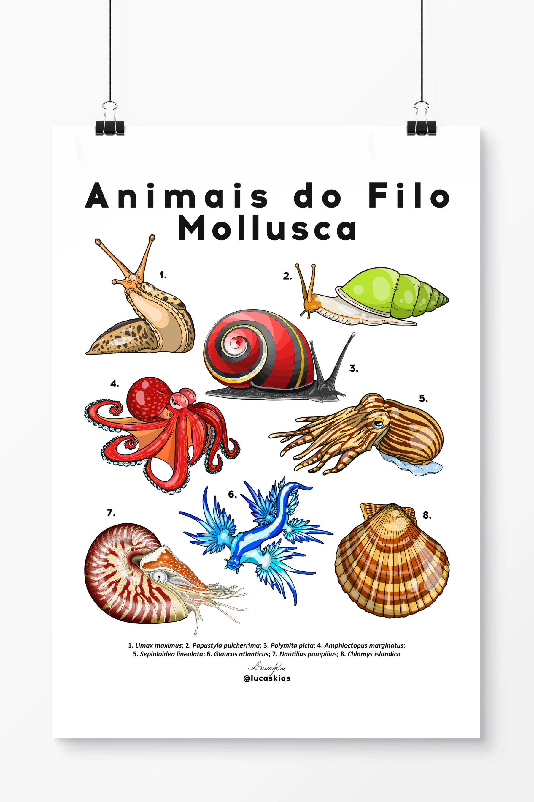 Filo Molusca Molusco Resumo Filo Mollusca