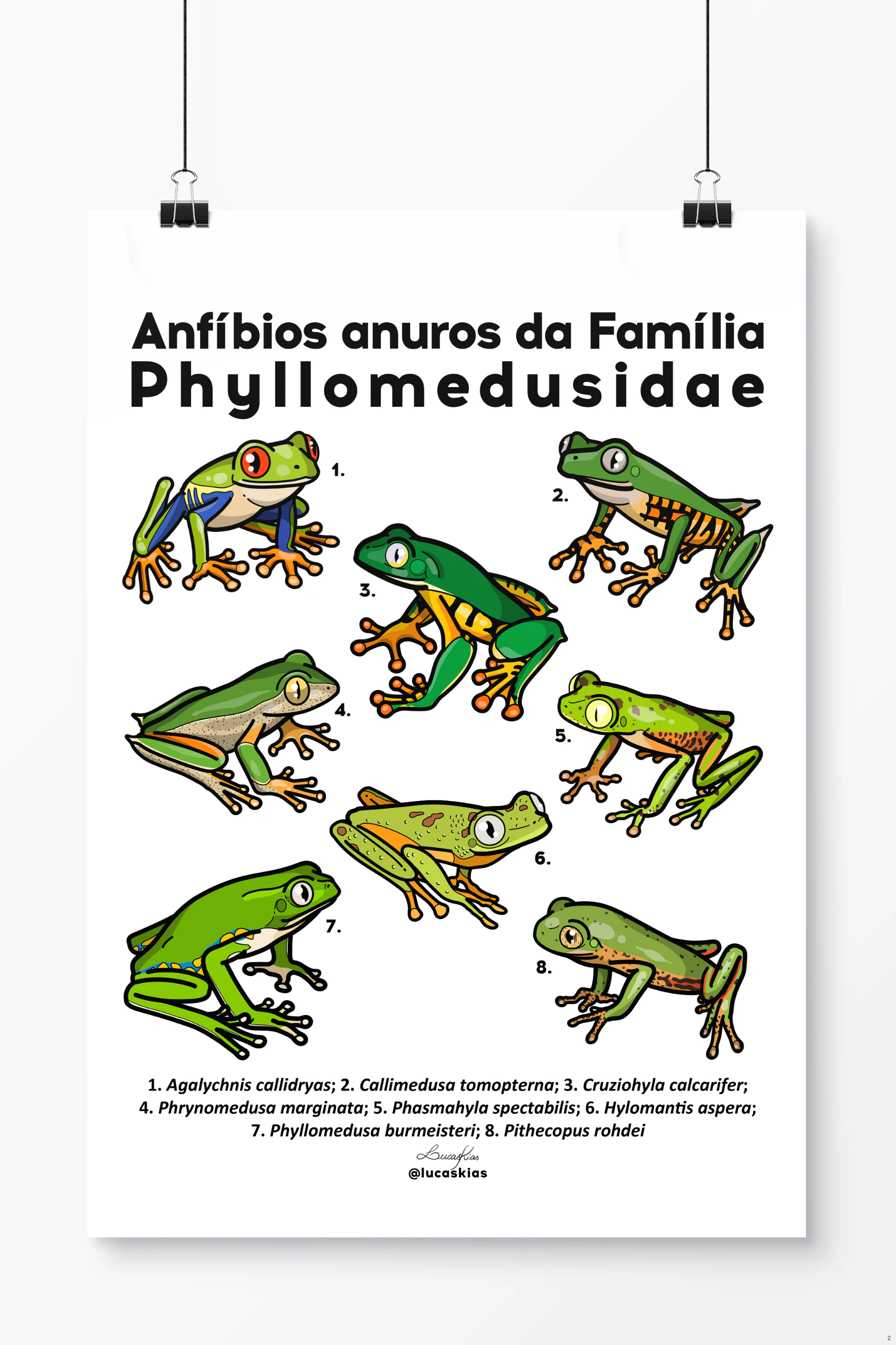 Poster Anfíbios anuros da Família Phyllomedusidae - Lucas Kias